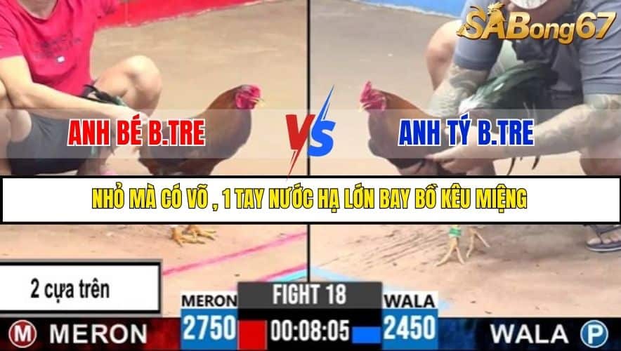 Trận 18 Bồ Gà C3 Ngày 17/7/2025 : Anh Bé Bến Tre Và Anh Tý Bến Tre